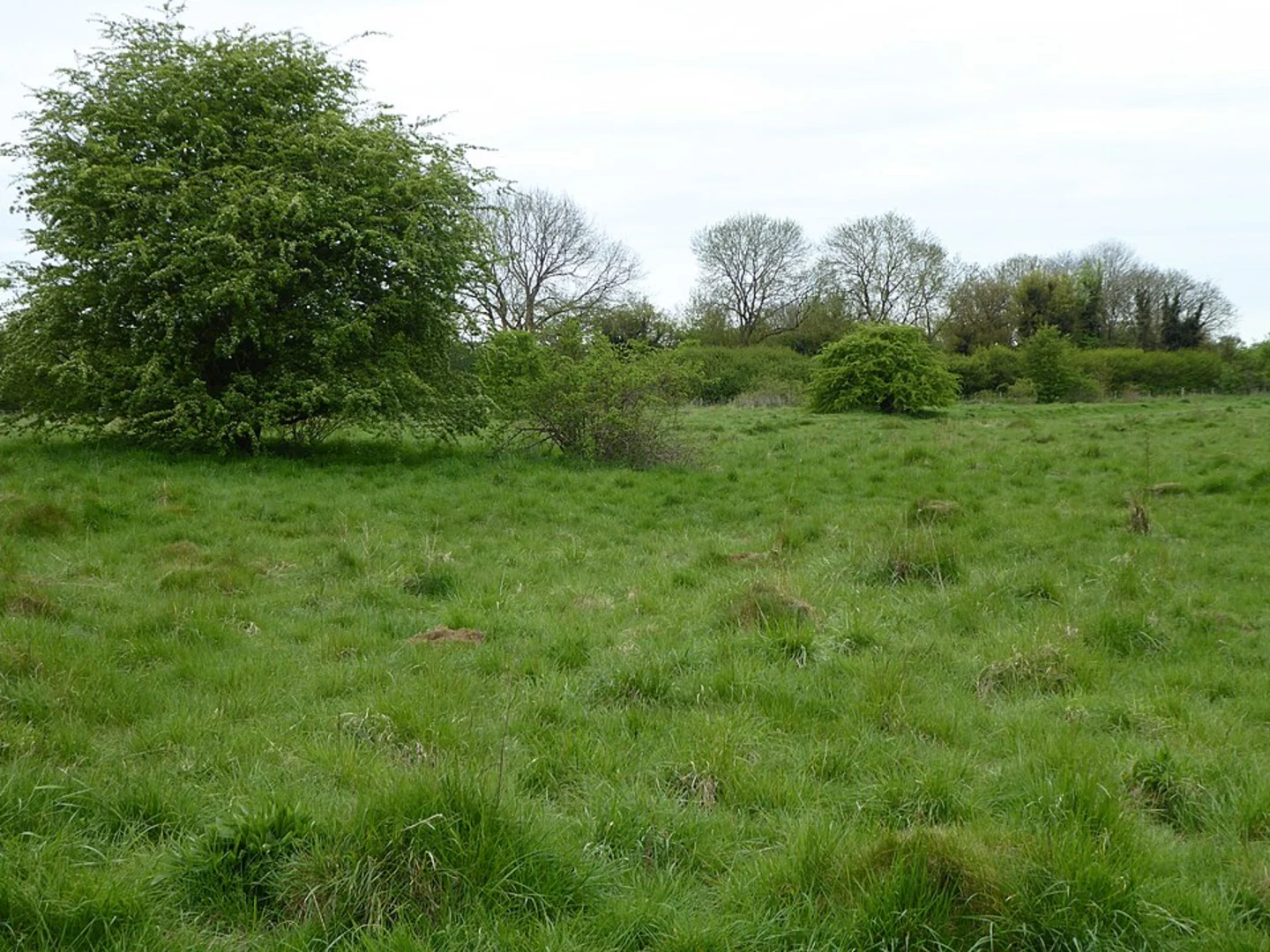 Spinney Hill and Bradlaugh Quarry Nature Reserves Loop | West