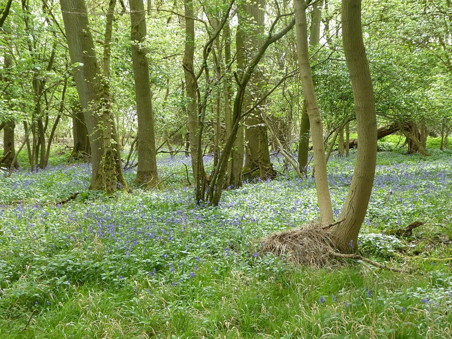 Oundle, Woodnewton and Southwick Loop | North Northamptonshire | Engla