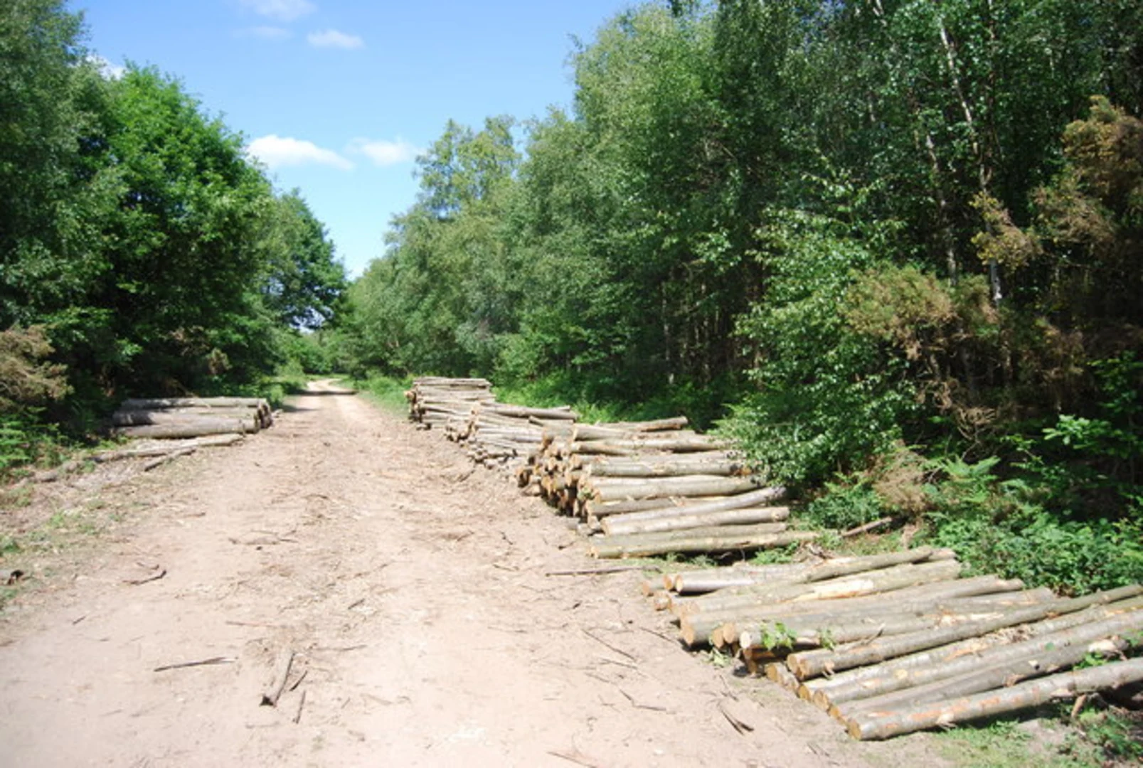 Mereworth Woods Loop Walk | Kent | England