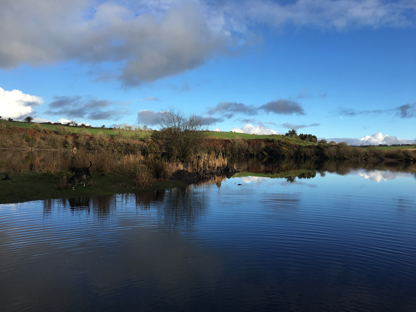 Farran Forest Park - Woodland Loop | County Cork | Ireland